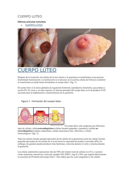 Calaméo Cuerpo Luteo