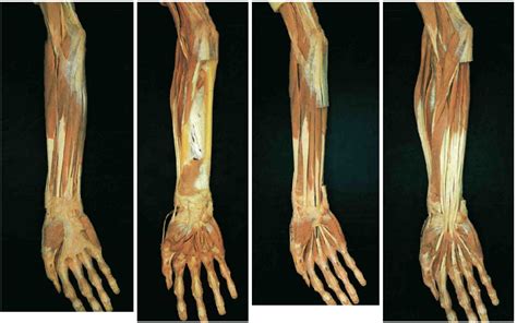 Lab Antebrachium Flexors Musculature Diagram Quizlet