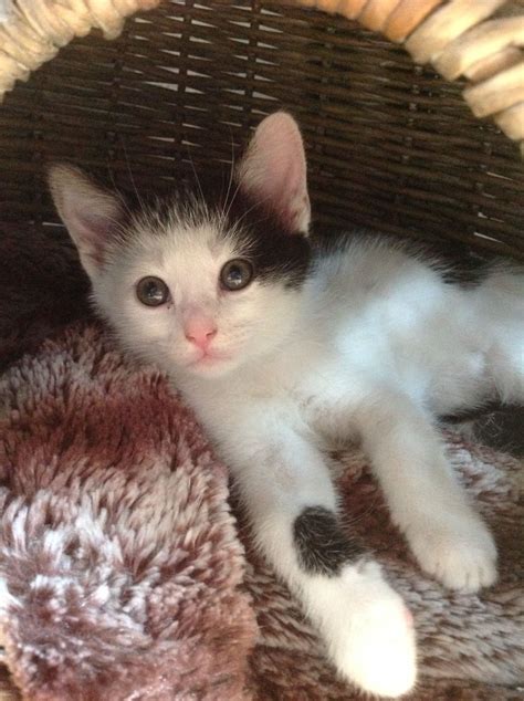 Photo De Chaton Trop Mignon A Imprimer