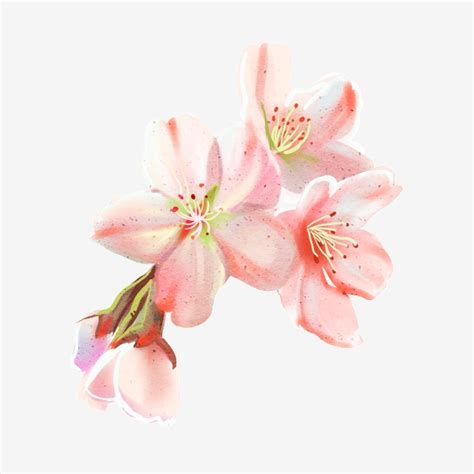 Ilustração De Decoração De Flor De Cerejeira Primavera PNG Clipart De