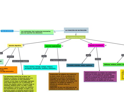 LA FUNCIÓN DE NUTRICIÓN Mind Map