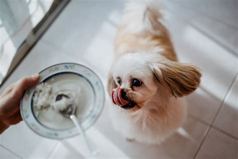 Lulu Da Pomerânia Pode Comer Arroz Top Sellers emergencydentistry