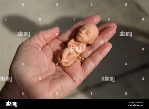 Mod Le De Semaines Foetus Tenue En Main Femelle Photo Stock Alamy