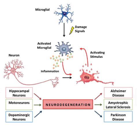Neurorestorative Roles Of Microgliosis And Astrogliosis In