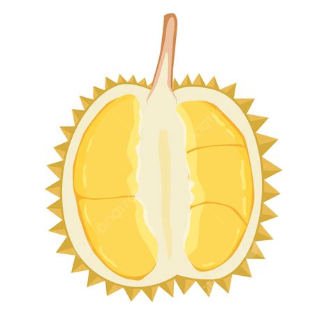 Durian Vector Design Images Half Ripe Durian Durian Fruit King Of