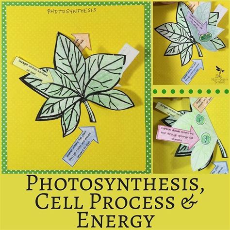 Cell Processes Energy Nitty Gritty Science