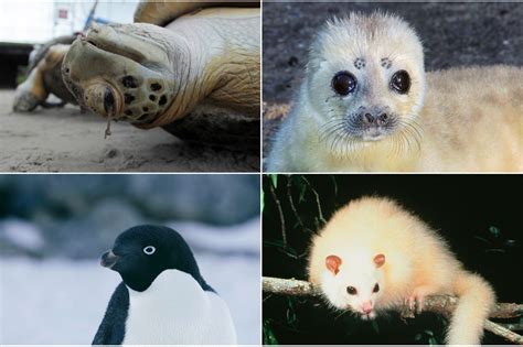 Animaux En Voie De Disparition Wwf