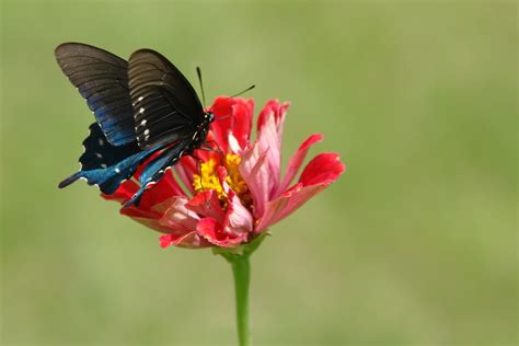 Banco de imagens natureza Flor asa plantar flor pétala verão