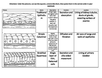 Epithelial Tissue Worksheets