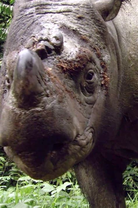 Borneo Pictures Rotten Tomatoes