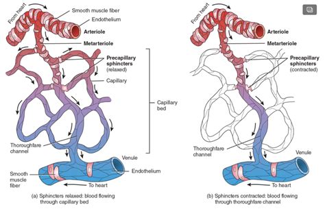 Arterioles Metarteriole And Capillaries Diagram Quizlet