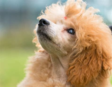Consejos Para Cuidar A Tu Caniche Toy En Su Transici N A Adulto