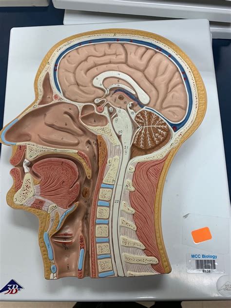 Midsagittal Head Model Diagram Quizlet