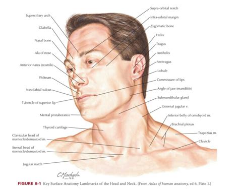 Surface Anatomy Of The Head And Neck Nbkomputer