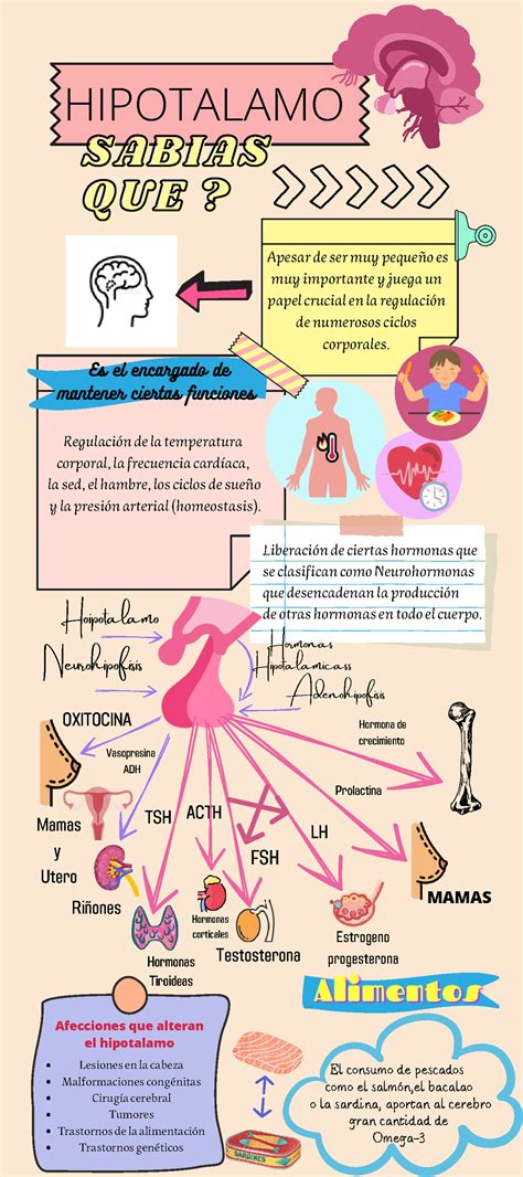 Infografía hipotalamo OXITOCINA Vasopresina ADH TSH ACTH FSH LH