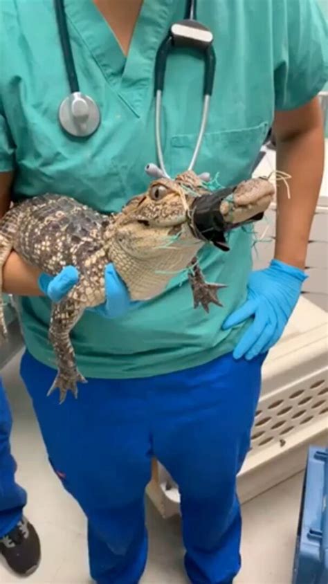 Alligators In New York A Brief History The New York Times