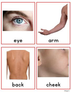 Body Parts Flashcards With Real Life Pictures For Speech Therapy And ESL