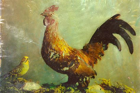 Louis Ducos Du Hauron Inventeur Oubli De La