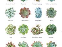10 Succulent Identification Chart Ideas In 2024 Types Of Succulents