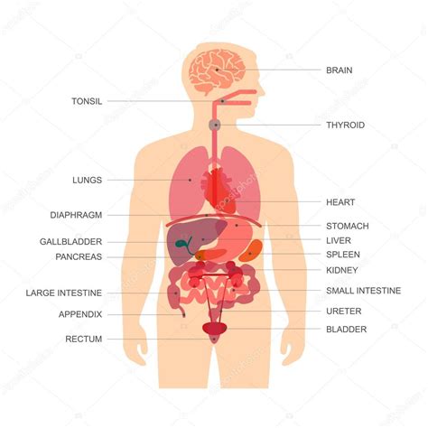 Anatomie Lichaam Organen ZCJ09 AGBC