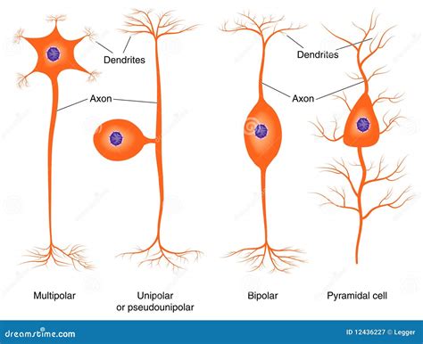 Ilustraci N De Los Tipos B Sicos De La Neurona Fotograf A De Archivo
