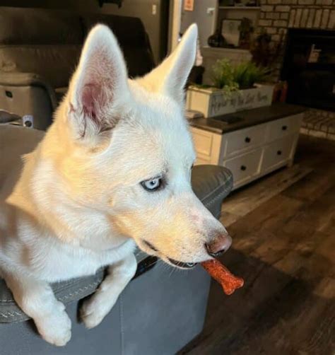 German Shepherd Husky Mix Gerberian Shepsky Guide