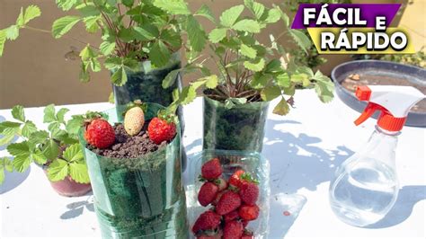 Como Plantar Morango da Fruta 3 FORMAS EFICIENTES E FÁCEIS YouTube