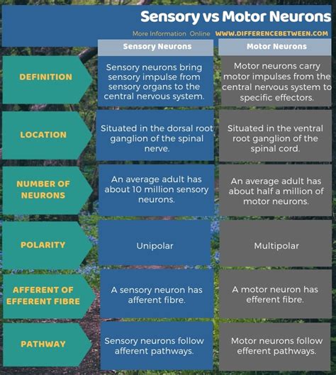 Difference Between Sensory And Motor Neurons Compare The Difference
