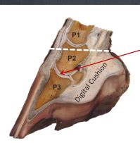 Equine Forelimb Anatomy Flashcards Quizlet