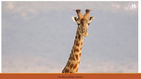La Girafe YouTube