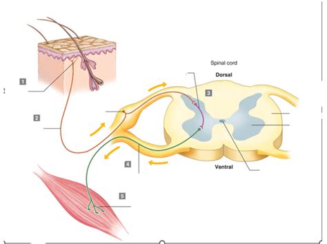 Reflex Arc Diagram Quizlet