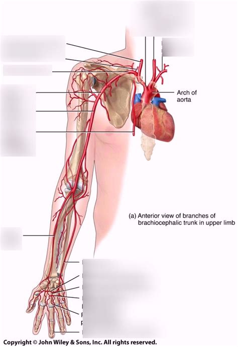 Arm Arteries Diagram Quizlet