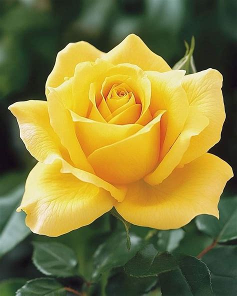 Pin By Paola On Salvataggi Rapidi In 2024 Beautiful Rose Flowers