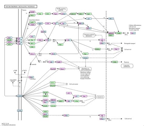 Kegg Pathway Neurotrophin Signaling Pathway Homo Sapiens Human