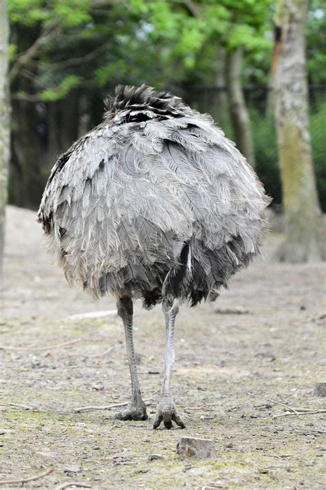Emu Struts Cassowary Gratis Foto P Pixabay Pixabay