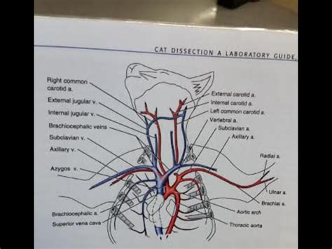 Cat Dissection Circulatory System Diagram Arteries Cat Disse