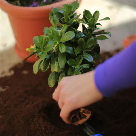 Descubra Os Segredos Para Plantar Vinca Sucesso