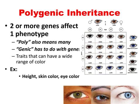 Ppt Non Mendelian Inheritance Patterns Modes Of Inheritance H