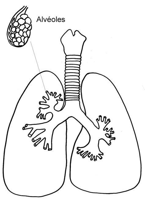 coloriage des poumons et alvéoles Tête à modeler