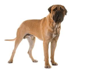 Voici Les Races De Chiens Les Plus Grands Et Gros Du Monde