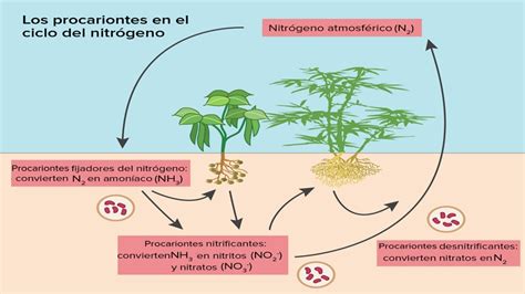 Ciclo del nitrógeno Qué es concepto y definición