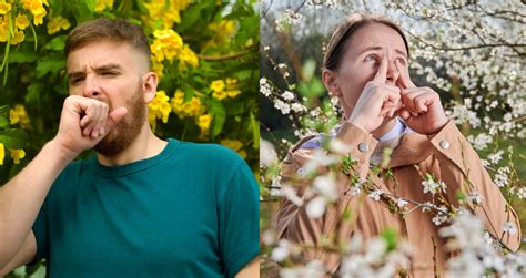 Alergia La Polen Care Este Planta Care Produce Aproape 1 Miliard De