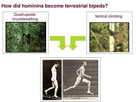 PPT Walking The Walk Evolution Of Human Bipedalism PowerPoint