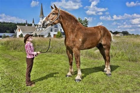 Le Plus Grand Cheval Du Monde Le Grand Univers