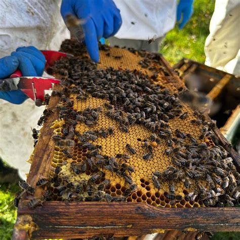 Curso de iniciación a la apicultura Naturgeis