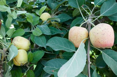 Árbol De Manzana Foto gratis en Pixabay Pixabay