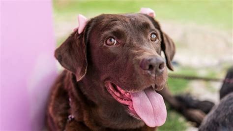 Quanto Tempo Dura O Cio De Uma Cachorra