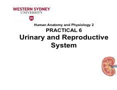 Practical Urinary And Repro System Prequiz Pdf Human Anatomy And