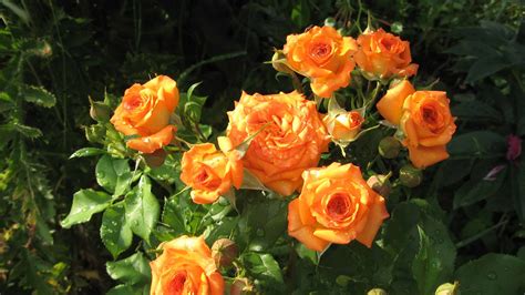 Orange Rose Flowers Wallpaper Hd Best Flower Site