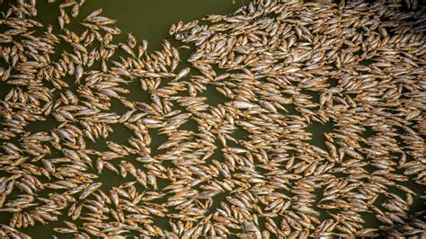 Por qué se repite la catástrofe de millones de peces muertos en los